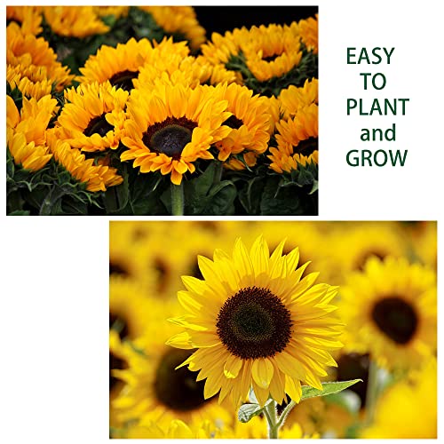 1000+ Mix Sunflower Seeds for Planting Heirloom and Non-GMO Easy to Plant and Grow - 10 Varieties Seeds for Outdoor Garden