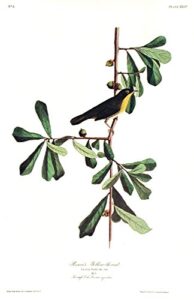 roscoeÆs yellow-throat. from”the birds of america” (amsterdam edition)