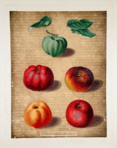 [apples] calville white apple; red calville; norfolk beefing; norfolk paradise