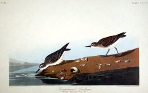 semipalmated sandpiper. from”the birds of america” (amsterdam edition)