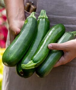 burpee fordhook zucchini summer squash seeds 50 seeds