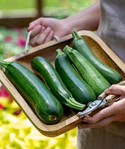 Burpee Fordhook Zucchini Summer Squash Seeds 50 seeds