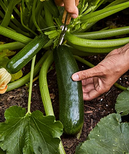 Burpee Fordhook Zucchini Summer Squash Seeds 50 seeds