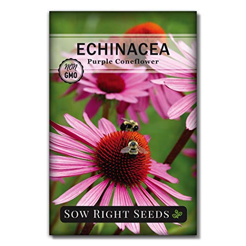 Sow Right Seeds - Purple Coneflower/Echinacea Flower Seeds for Planting - Non-GMO Heirloom Seed - Full Instructions to Plant an Herbal Tea Garden - Great Gardening Gift (1)…