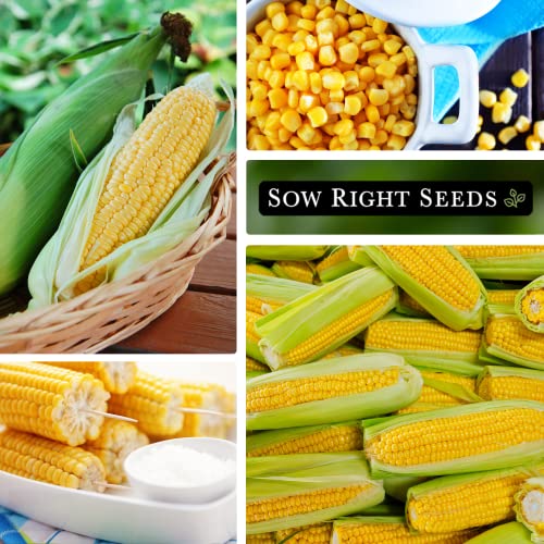 Sow Right Seeds - Bantam Sweet Corn Seed for Planting - Non-GMO Heirloom Packet with Instructions to Plant a Home Vegetable Garden