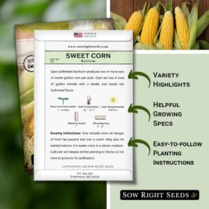 Sow Right Seeds - Bantam Sweet Corn Seed for Planting - Non-GMO Heirloom Packet with Instructions to Plant a Home Vegetable Garden