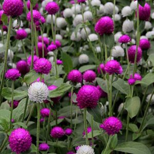 outsidepride globe amaranth gomphrena globosa garden cut flower seed mix – 1000 seeds