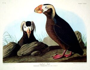 tufted auk. from”the birds of america” (amsterdam edition)