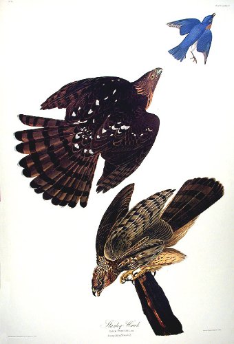 Stanley Hawk. From"The Birds of America" (Amsterdam Edition)