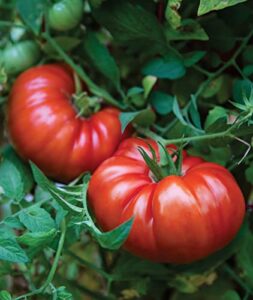 burpee steakhouse hybrid 25 non-gmo large beefsteak garden produces giant 3 lb fresh tomatoes | vegetable seeds for planting