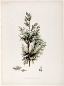 cupressus tortulosa (kashmir cyrpess)