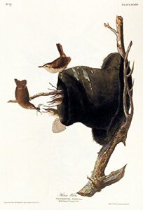 house wren. from”the birds of america” (amsterdam edition)