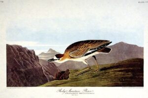 rocky mountain plover. from”the birds of america” (amsterdam edition)