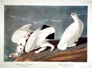 american ptarmigan, white-tailed grous. from”the birds of america” (amsterdam edition)