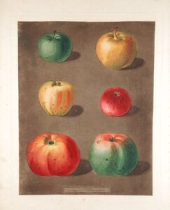 [apples] french crab; minshall crab; cockage apple; red streack; holland burry; new town pippin