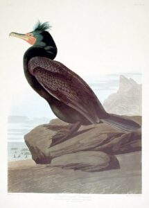 double-crested cormorant. from”the birds of america” (amsterdam edition)