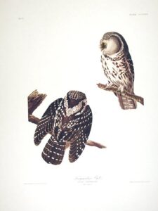 tengmalmÆs owl. from”the birds of america” (amsterdam edition)