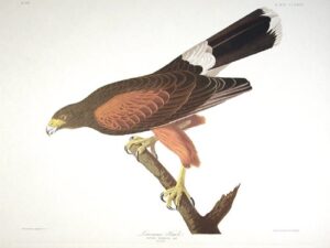 louisiana hawk. from”the birds of america” (amsterdam edition)