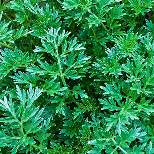 1000+ Non-GMO Citronella Plant Seeds for Planting - Heirloom Citronella Carpet Creeping Grass Seeds Planting Garden Home (Made in The US)