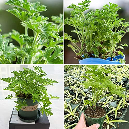 1000+ Non-GMO Citronella Plant Seeds for Planting - Heirloom Citronella Carpet Creeping Grass Seeds Planting Garden Home (Made in The US)