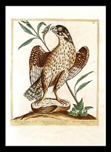 faucon tartare, ou de barbarie [barbary falcon]