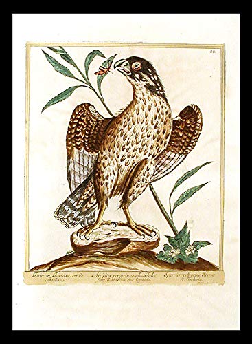 Faucon Tartare, ou de Barbarie [Barbary Falcon]