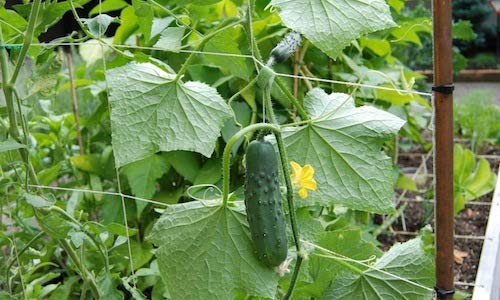 Happy Hydro - Trellis Netting for Garden - Support for Flowers, Tomato Plants, Vines, and More - 3.5 Inch Mesh - 5' H x 30' W