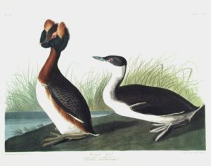 horned grebe. from”the birds of america” (amsterdam edition)