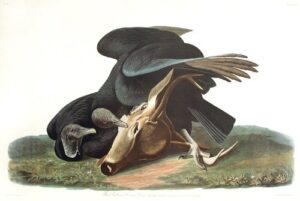 black vulture or carrion crow. from”the birds of america” (amsterdam edition)