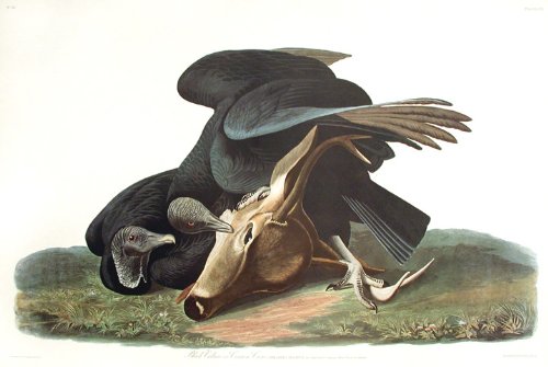 Black Vulture or Carrion Crow. From"The Birds of America" (Amsterdam Edition)