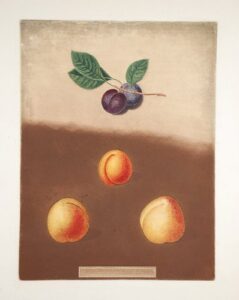 [apricot] black apricot; breda apricot; brussels moor park apricot