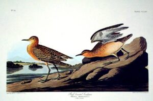 buff breasted sandpiper. from”the birds of america” (amsterdam edition)