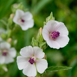 outsidepride perennial althaea officinalis marsh mallow herb garden plants – 1000 seeds