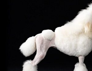 white poodle bum