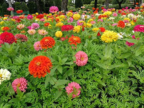 "State Fair Mix" Zinnia Flower Seeds for Planting, 100+ Seeds Per Packet, (Isla's Garden Seeds), Non GMO & Heirloom Seeds, Scientific Name: Zinnia elegans, Great Home Garden Gift