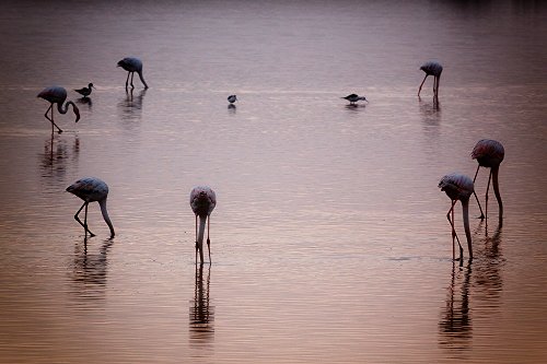 Flamingo Circle