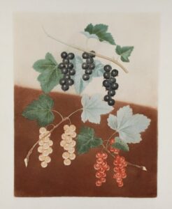 [currants] black currant; white currant; dutch red currant