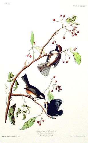 Canadian Titmouse. From"The Birds of America" (Amsterdam Edition)