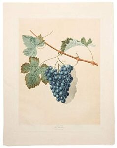 [grapes] blue muscadine grape