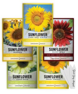 sunflower seeds for planting flowers (5 pack mix) – velvet queen, dwarf sunspot, lemon queen, giant and mammoth bulk mix of regular sunflower seeds for outdoor flower garden by gardners basics