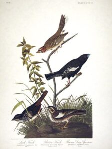 lark finch, prairie finch, brown song sparrow. from”the birds of america” (amsterdam edition)