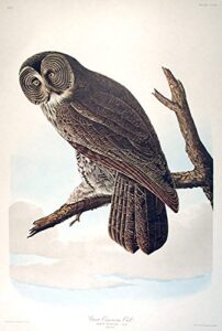 great cinereous owl. from”the birds of america” (amsterdam edition)