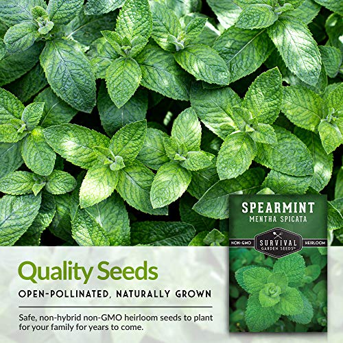 Survival Garden Seeds - Spearmint Seed for Planting - Mentha Spicata Packet with Instructions to Plant Delicious Herbs and Grow Your Home Herb Garden - Non-GMO Heirloom Variety