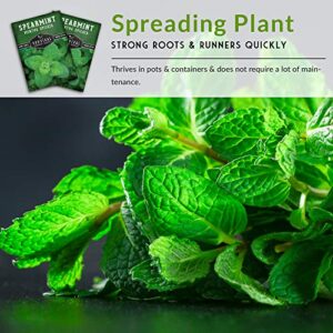 Survival Garden Seeds - Spearmint Seed for Planting - Mentha Spicata Packet with Instructions to Plant Delicious Herbs and Grow Your Home Herb Garden - Non-GMO Heirloom Variety