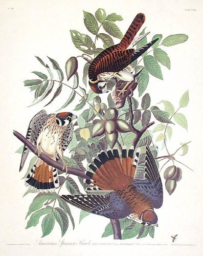 American Sparrow Hawk. From"The Birds of America" (Amsterdam Edition)