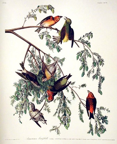 American Crossbill. From"The Birds of America" (Amsterdam Edition)