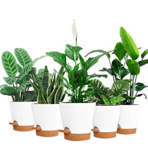 Ocakuiter Plant Pots, 5 Pack 6 Inch Self Watering Planters , Plastic Flower Pots with Drainage Hole, Succulents,Snake Plant, African Violet, and Cactus for Indoor Windowsill Garden Flower Plants