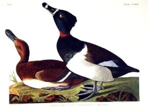 tufted duck. from”the birds of america” (amsterdam edition)