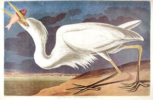 great white heron. from”the birds of america” (amsterdam edition)