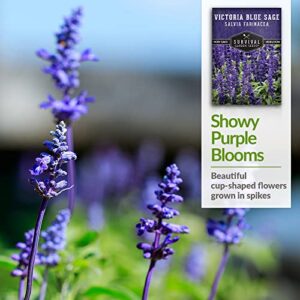 Survival Garden Seeds - Victoria Blue Sage Seed for Planting - Packet with Instructions to Plant and Grow Mealycup Sage or Salvia Farinacea in Your Home Vegetable Garden - Non-GMO Heirloom Variety